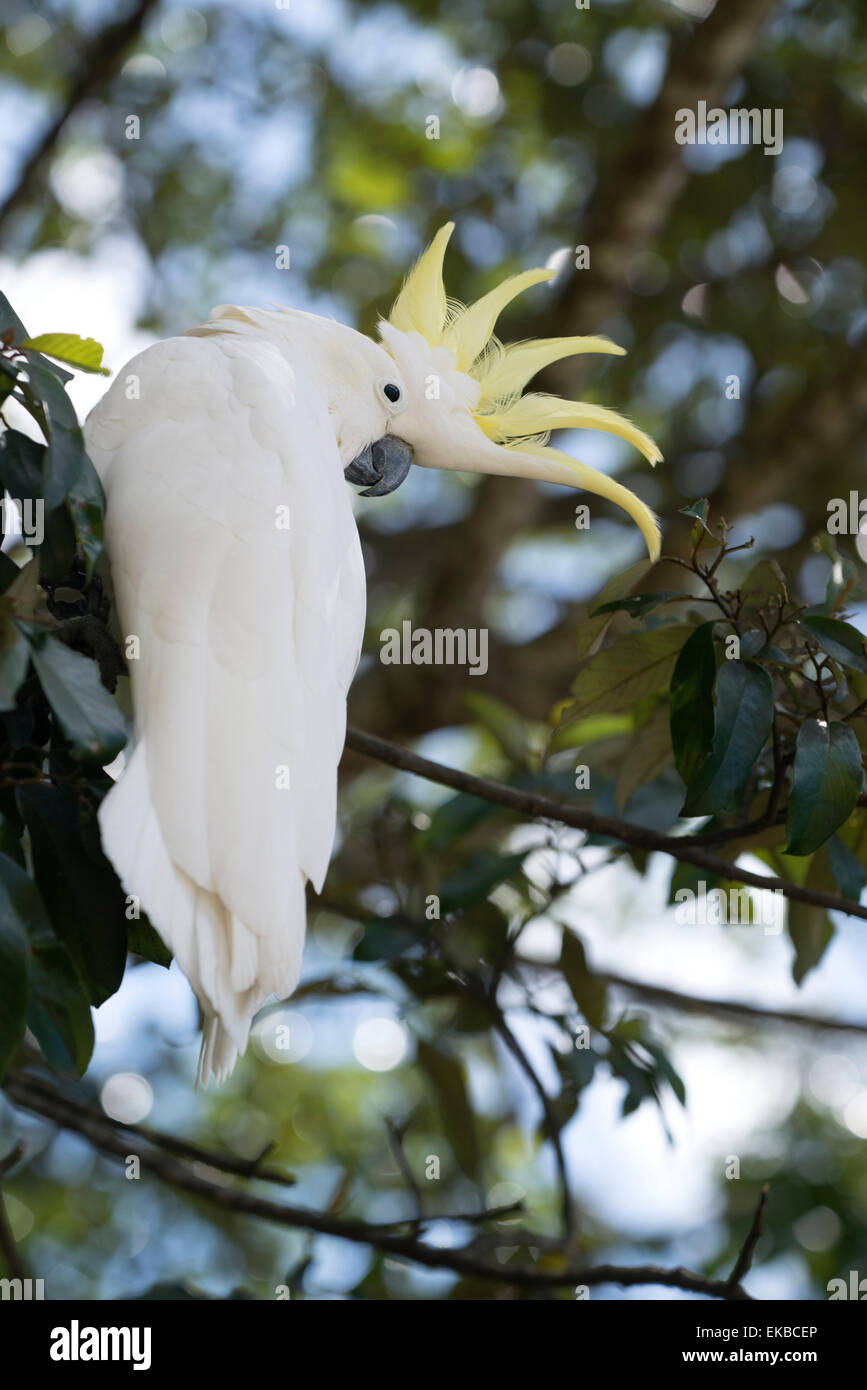 Greater sulphur-crested cockatoo (Cacatua galerita), Queensland ...