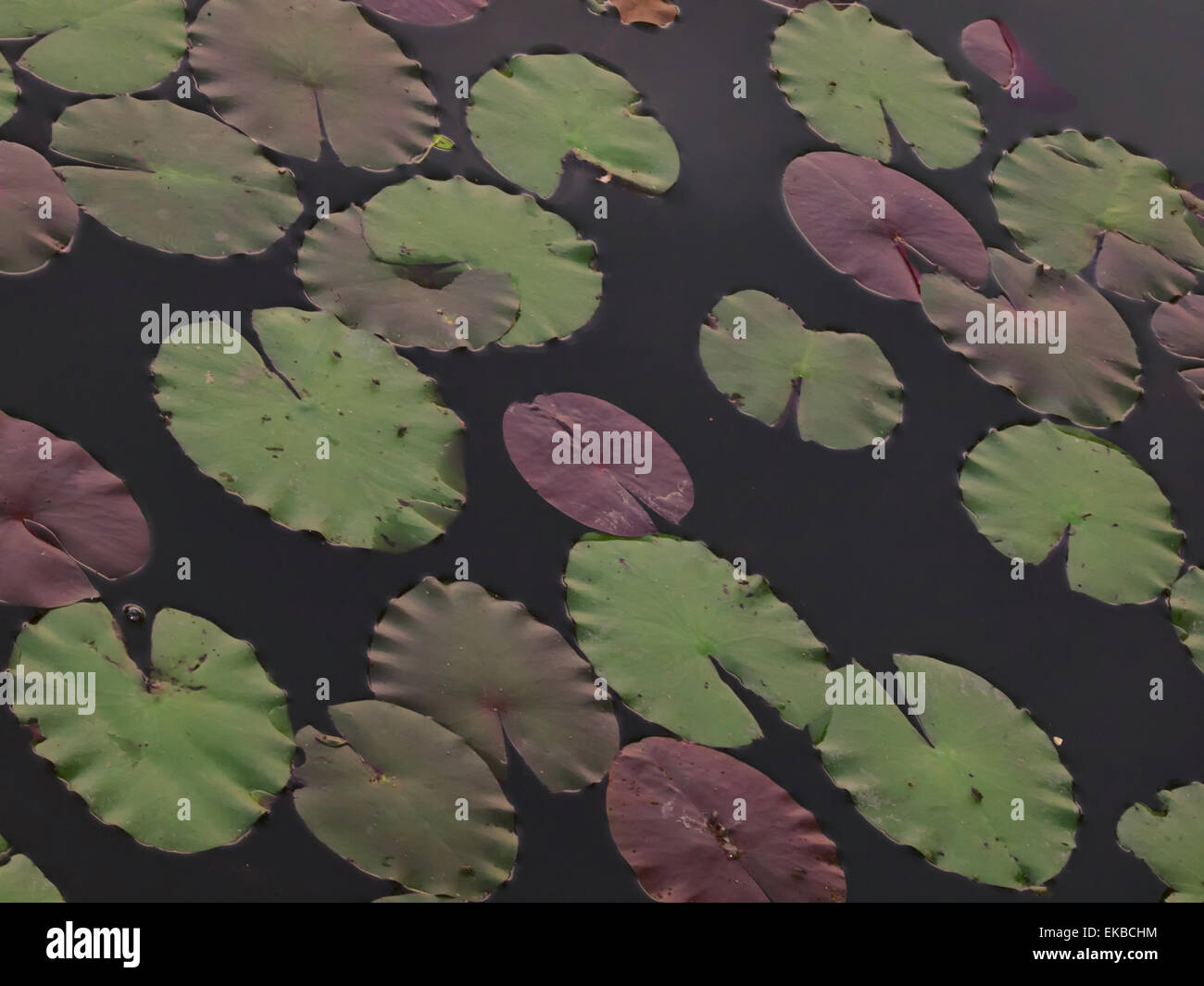 Lotus plants in the pond hi-res stock photography and images - Alamy