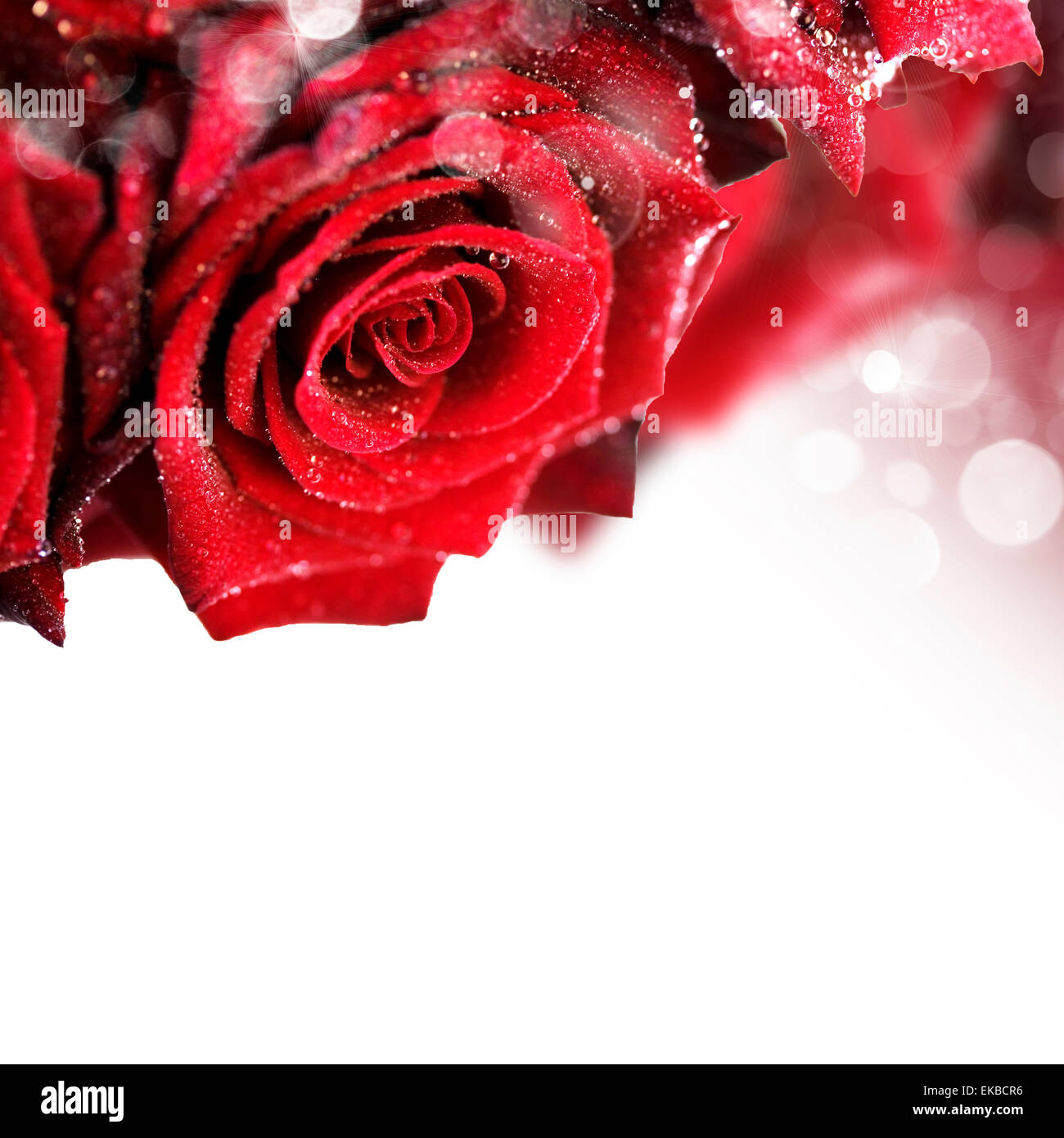 Beautiful Red Roses with water droplets Stock Photo - Alamy