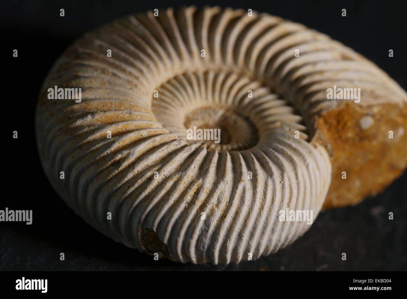 Ancient sea with ammonite hi-res stock photography and images - Alamy