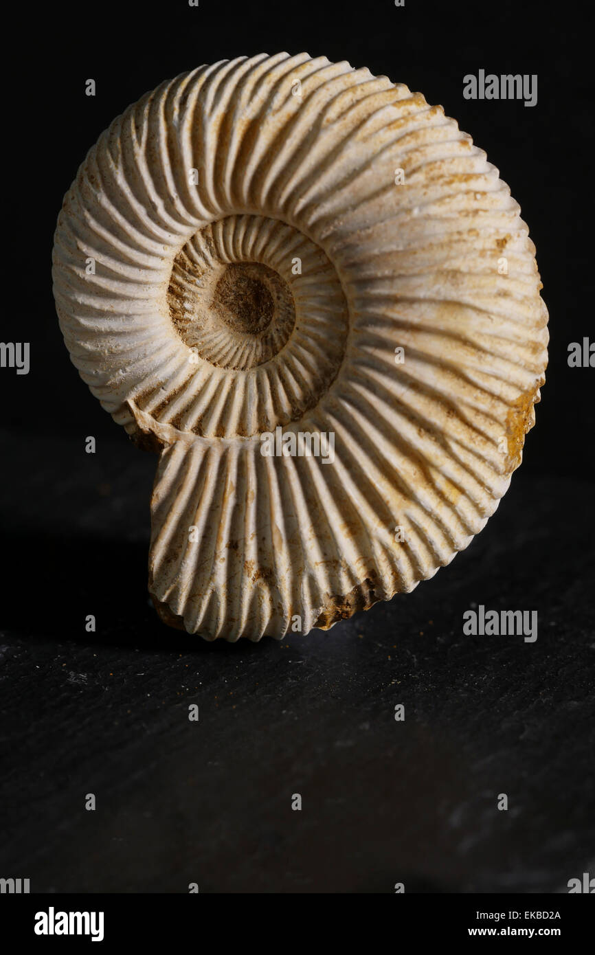 Ammonite fossil extinct marine animal hi-res stock photography and ...
