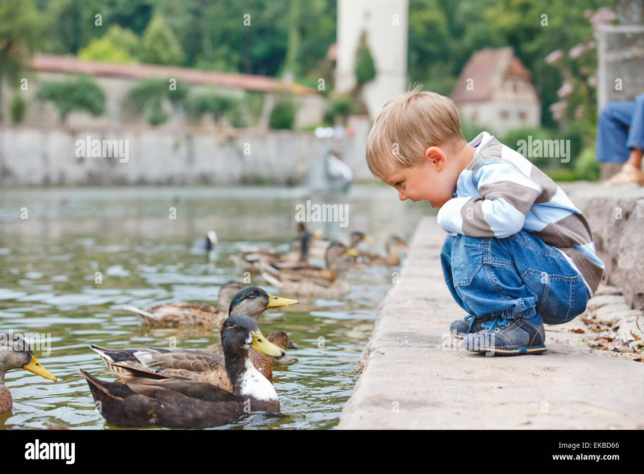 Cute little boy feeding ducks Stock Photo - Alamy Cute little boy feeding ducks Stock Photo - Alamy