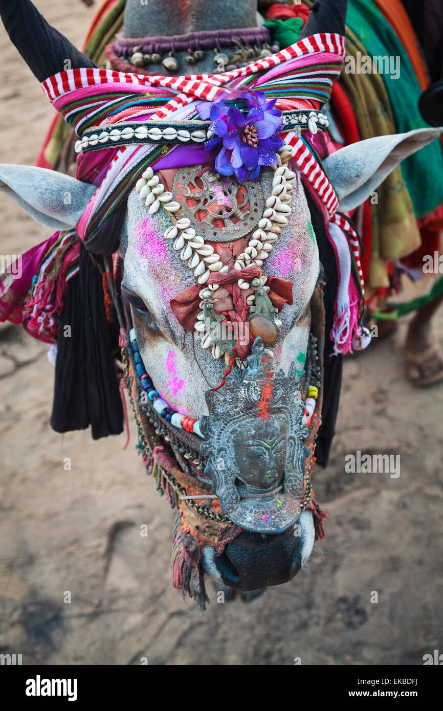 Decorated cow festival india hi-res stock photography and images - Alamy