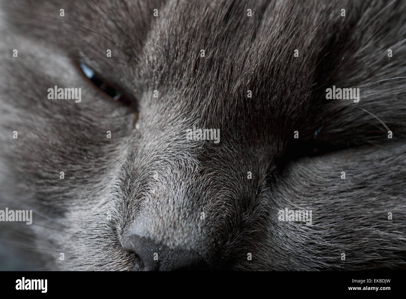gray cat face Stock Photo - Alamy