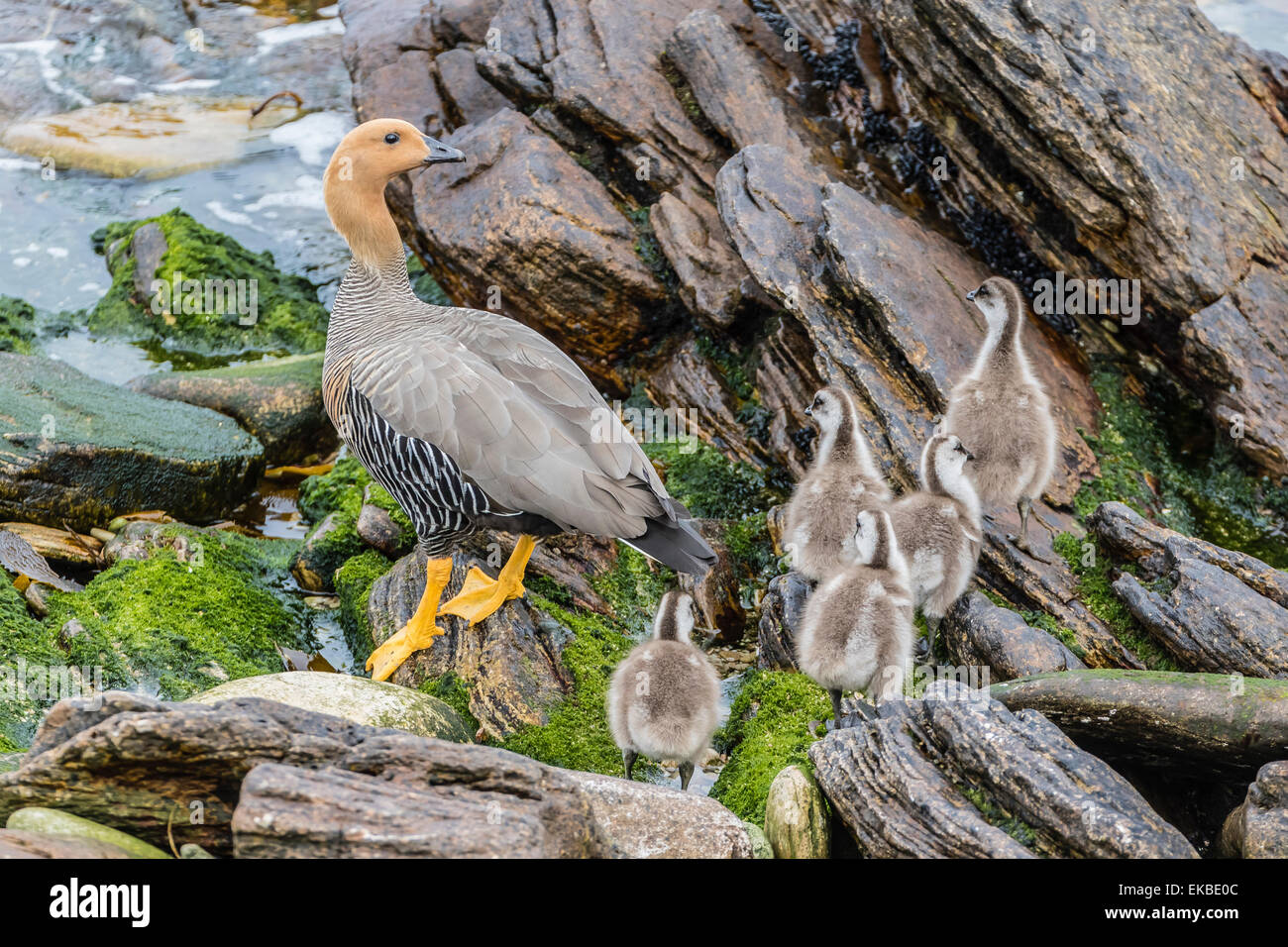Adult female upland goose (Chloephaga picta leucoptera) with goslings ...