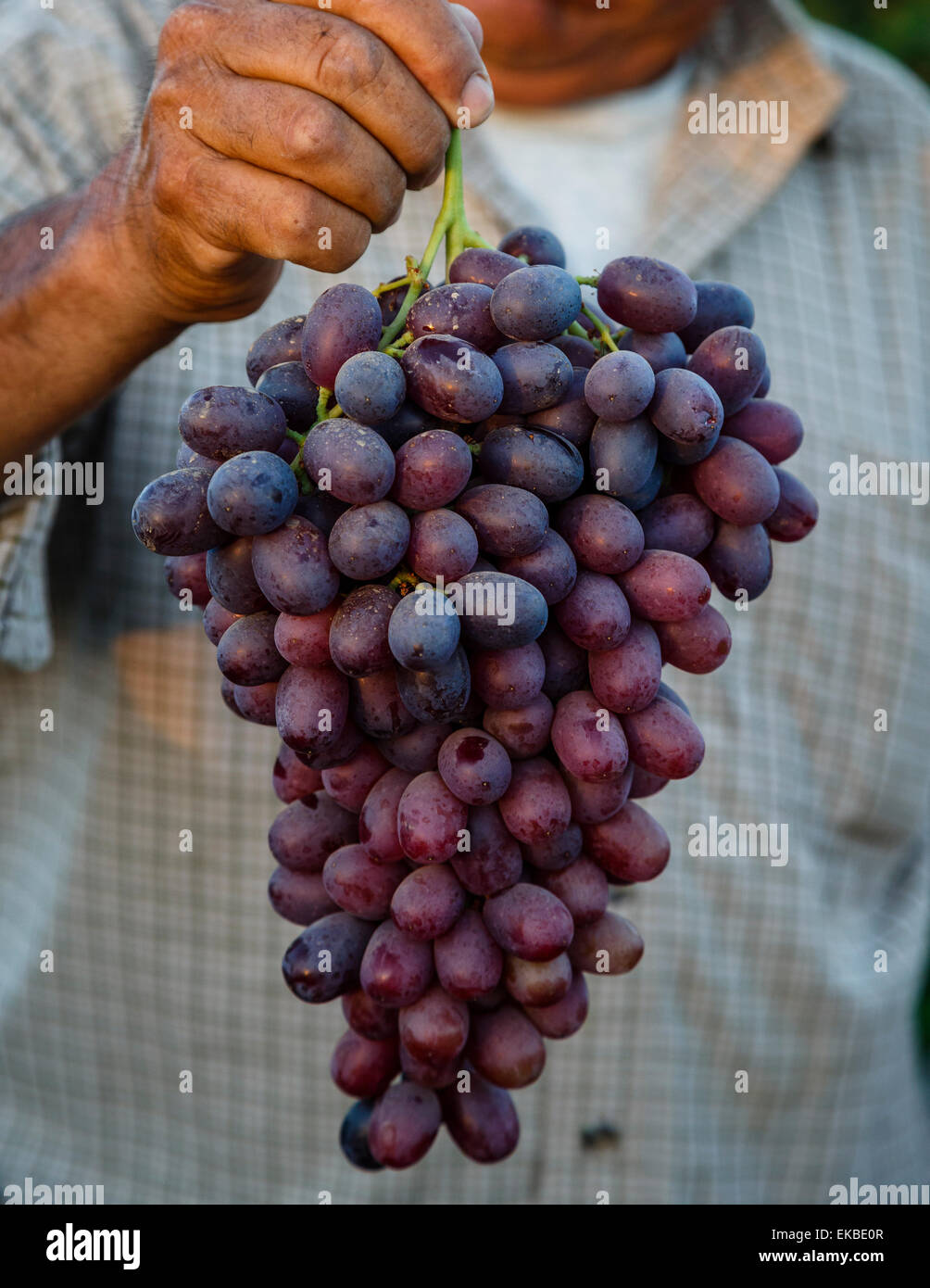 American grapes hi-res stock photography and images - Alamy