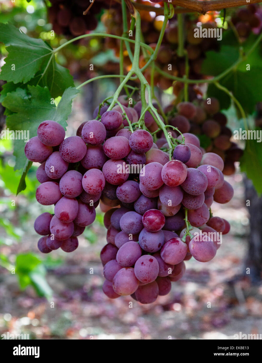 Red Globe grapes at a vineyard, San Joaquin Valley, California, United ...