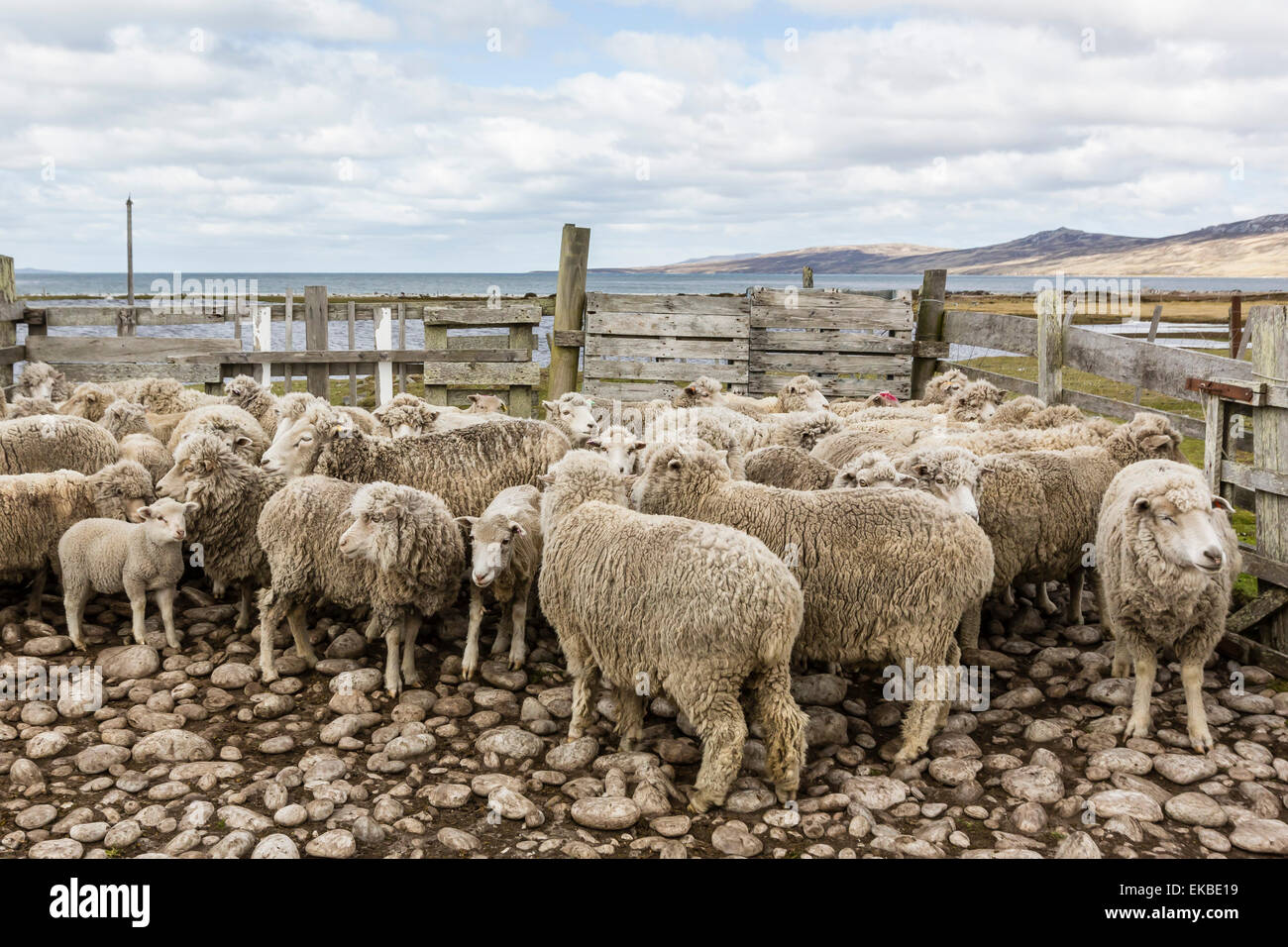 Sheep farms hi-res stock photography and images - Alamy