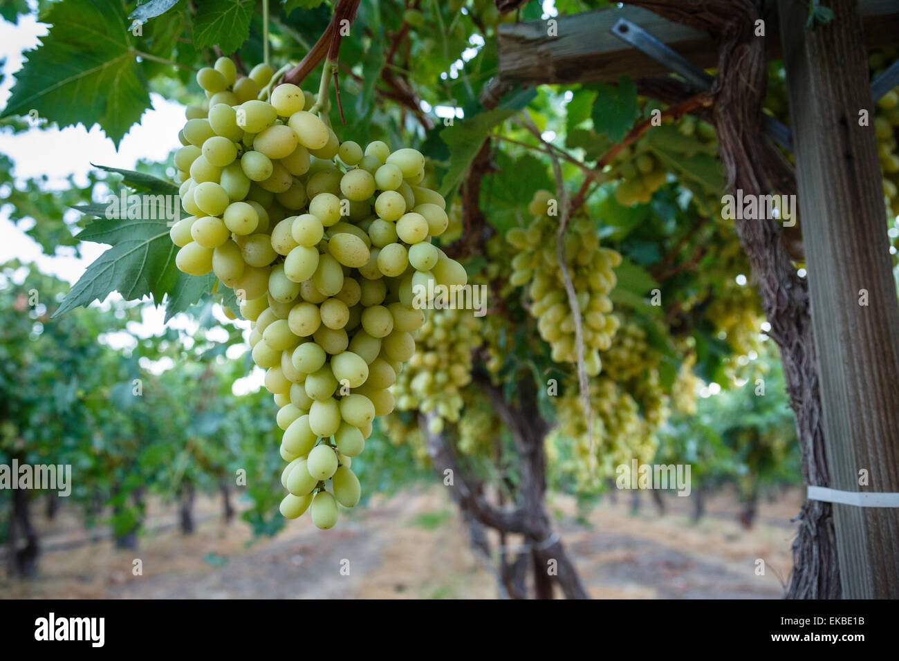 Grape at a vineyard in San Joaquin Valley, California, United States of ...