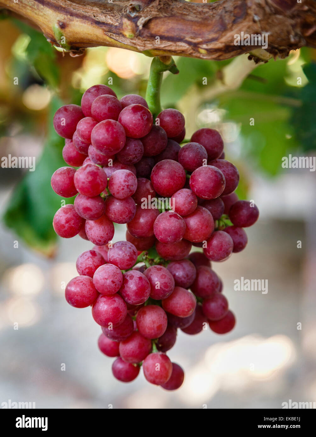 Grapes in San Joaquin Valley, California, United States of America ...