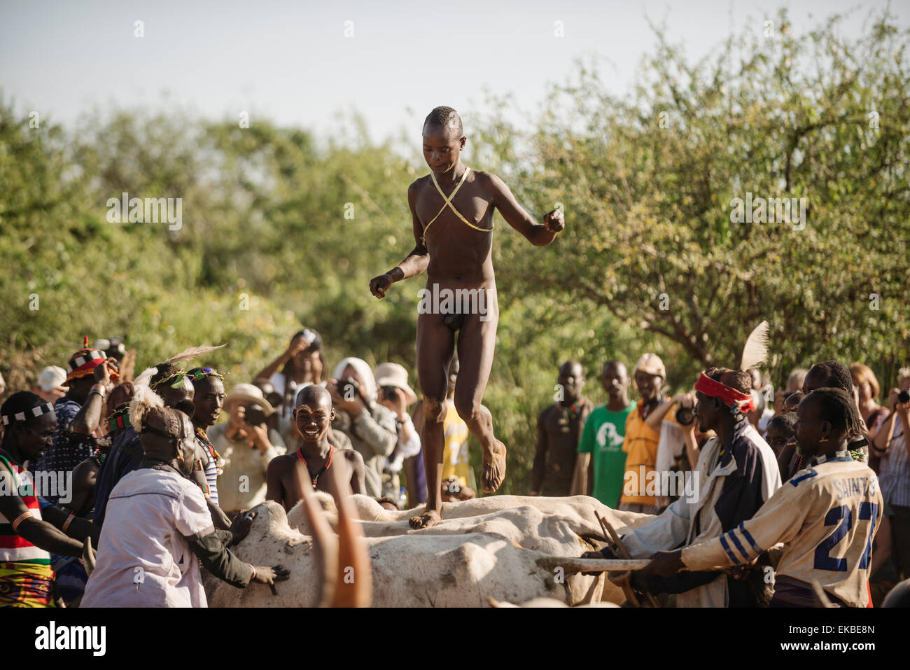 Jumping of the Bulls Ceremony, Hamar Tribe, Turmi, Omo Valley, Ethiopia ...