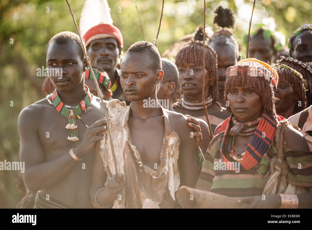 Jumping of the Bulls Ceremony, Hamar Tribe, Turmi, Omo Valley, Ethiopia ...