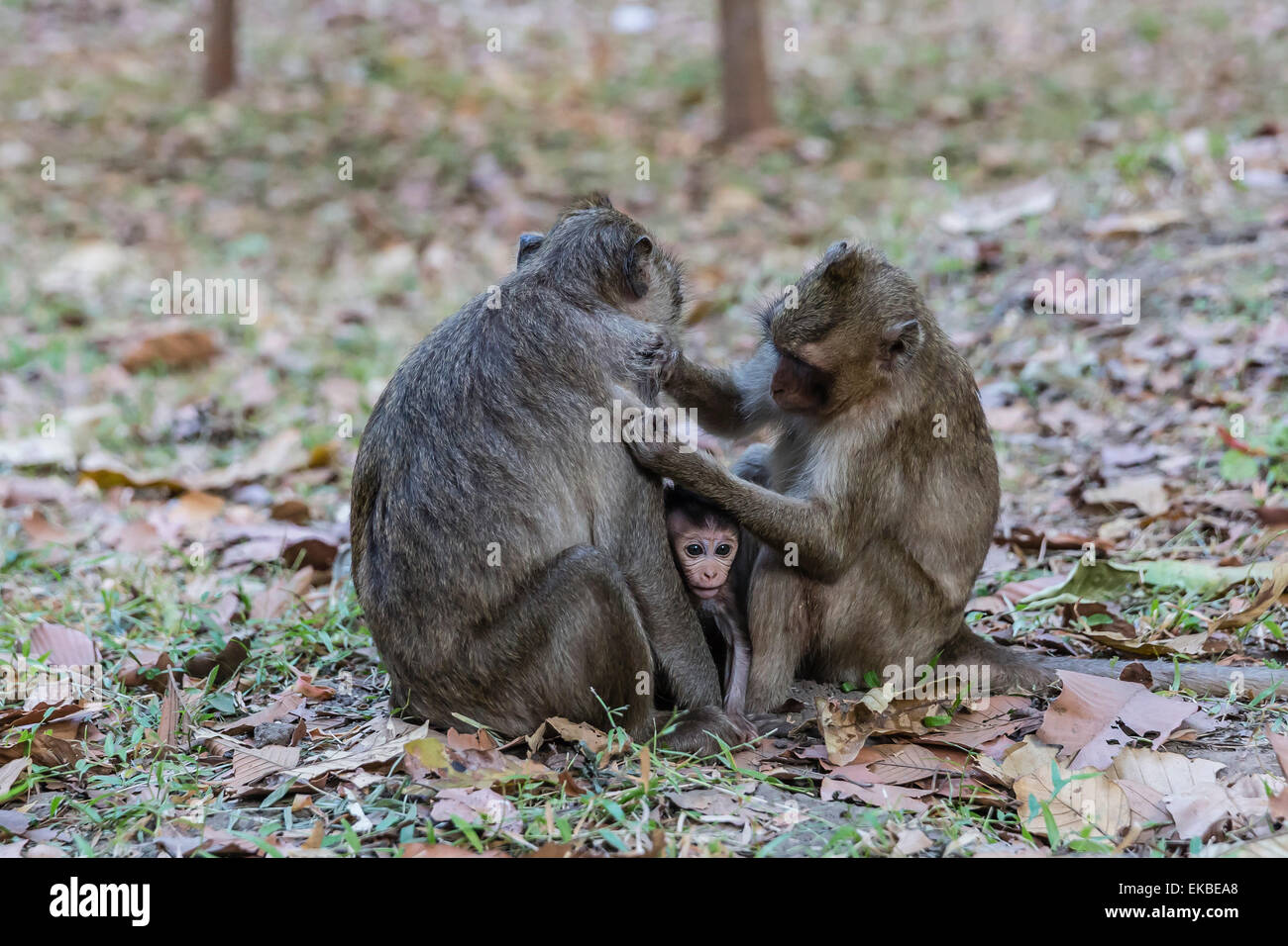 Long-tailed macaques (Macaca fascicularis)grooming near Angkor Thom ...