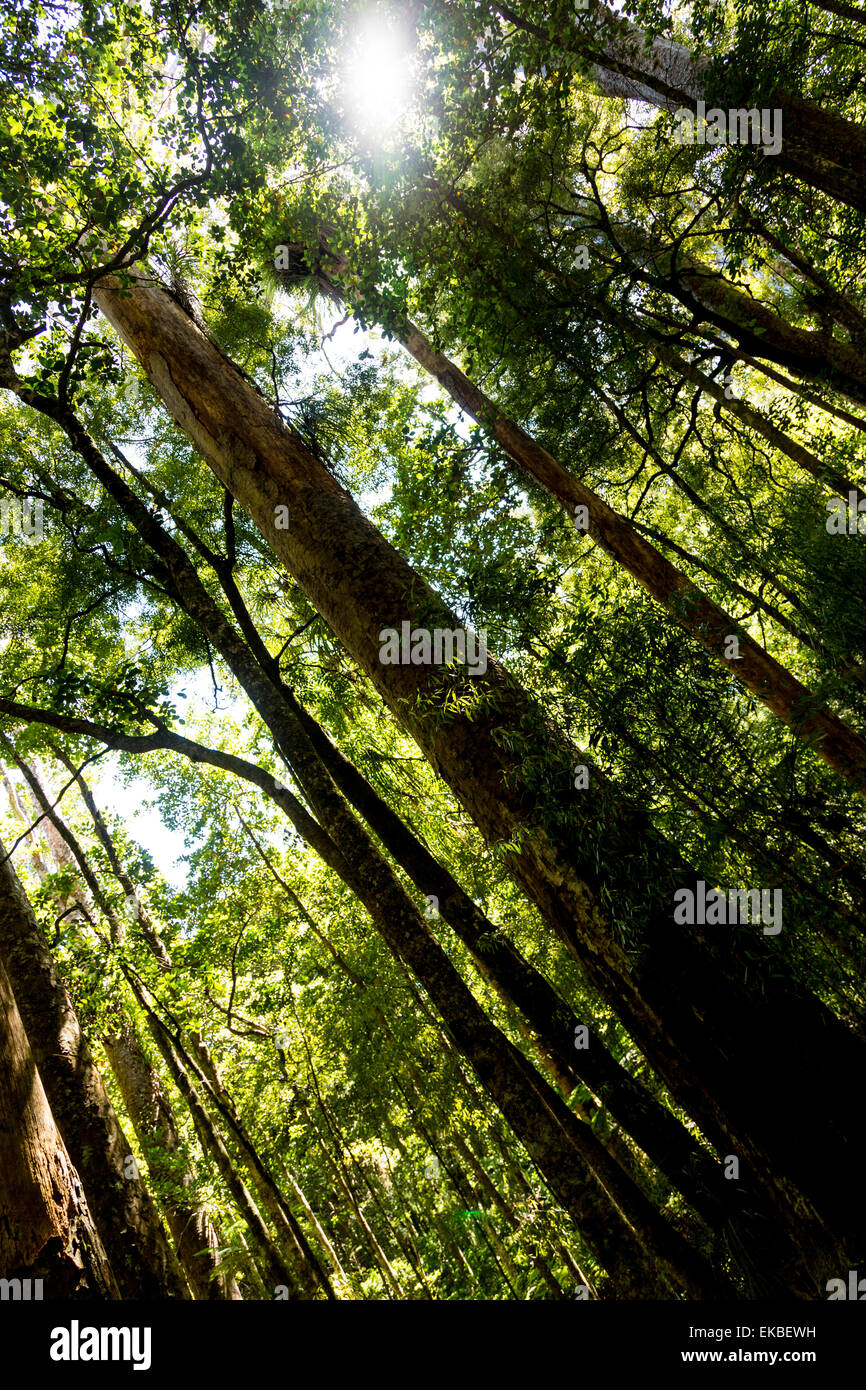 Dense foliage in the sub tropical Trounson conservation kauri park, New ...
