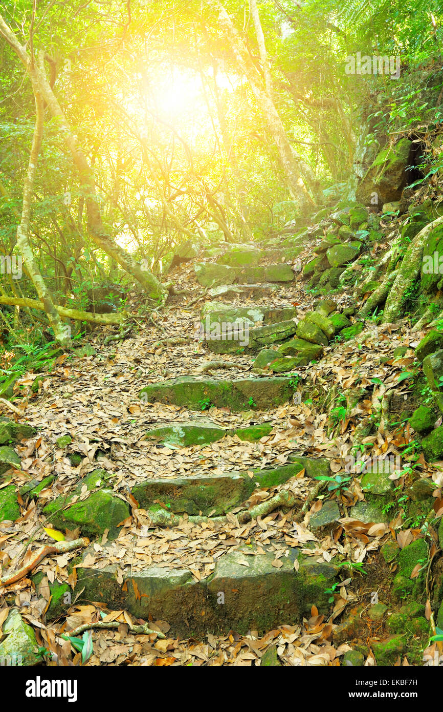 path way in forest Stock Photo - Alamy