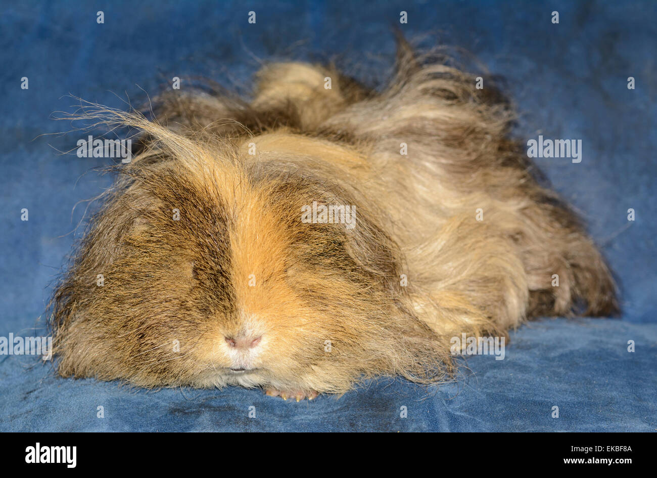Long haired guinea pig hi-res stock photography and images - Alamy