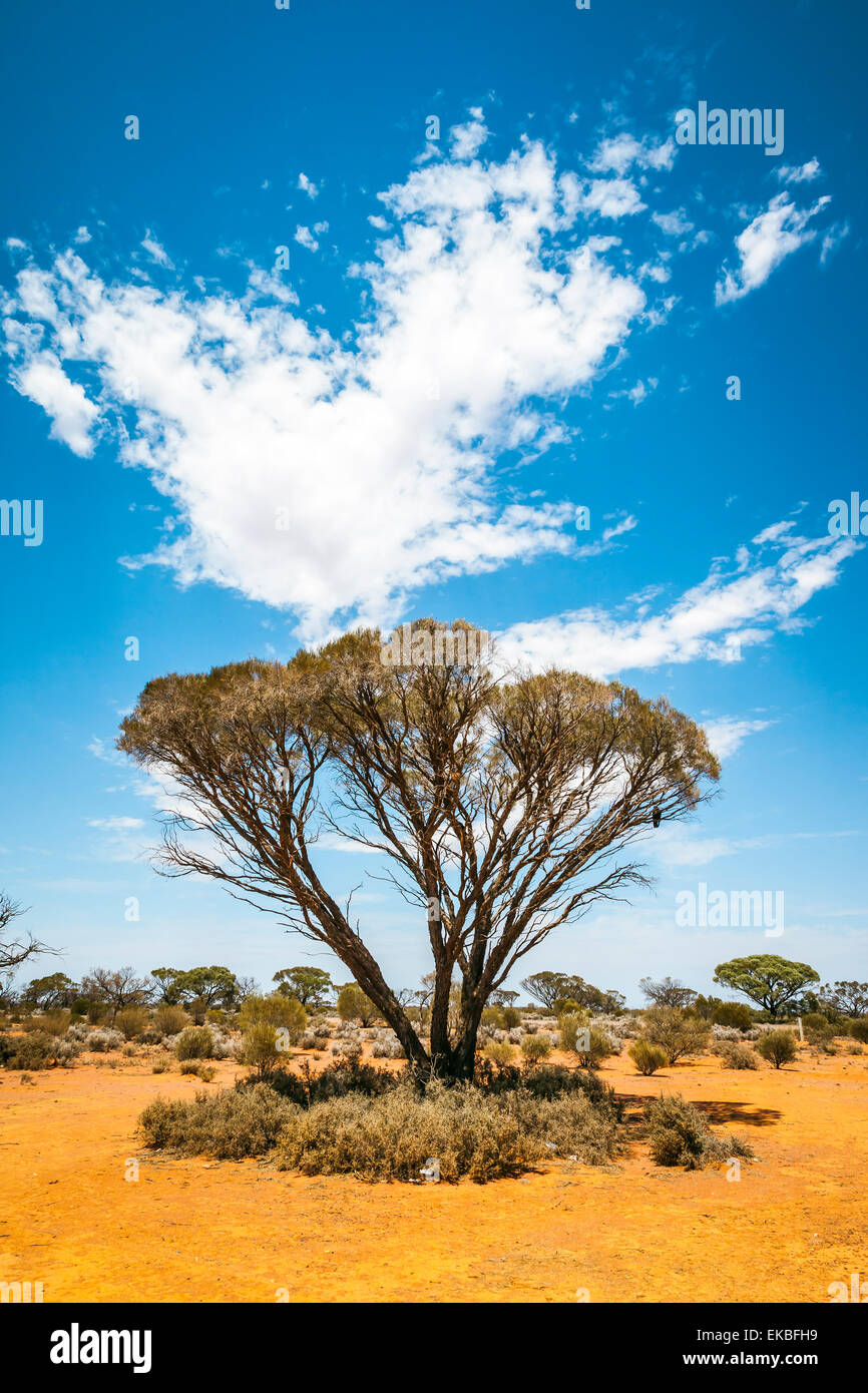 bush tree Australia Stock Photo - Alamy