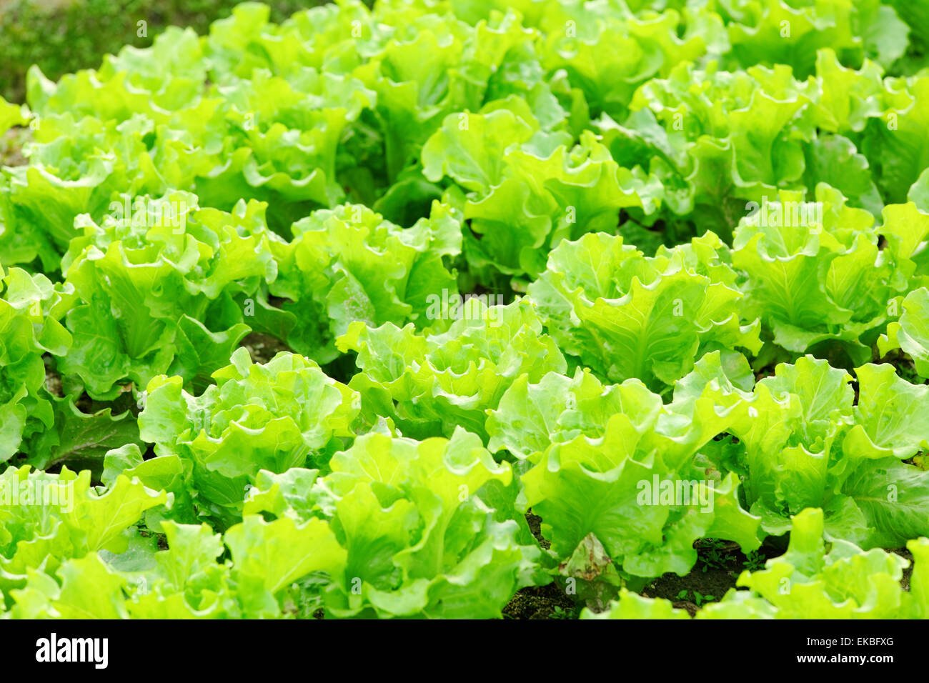 lettuce plant in field Stock Photo - Alamy