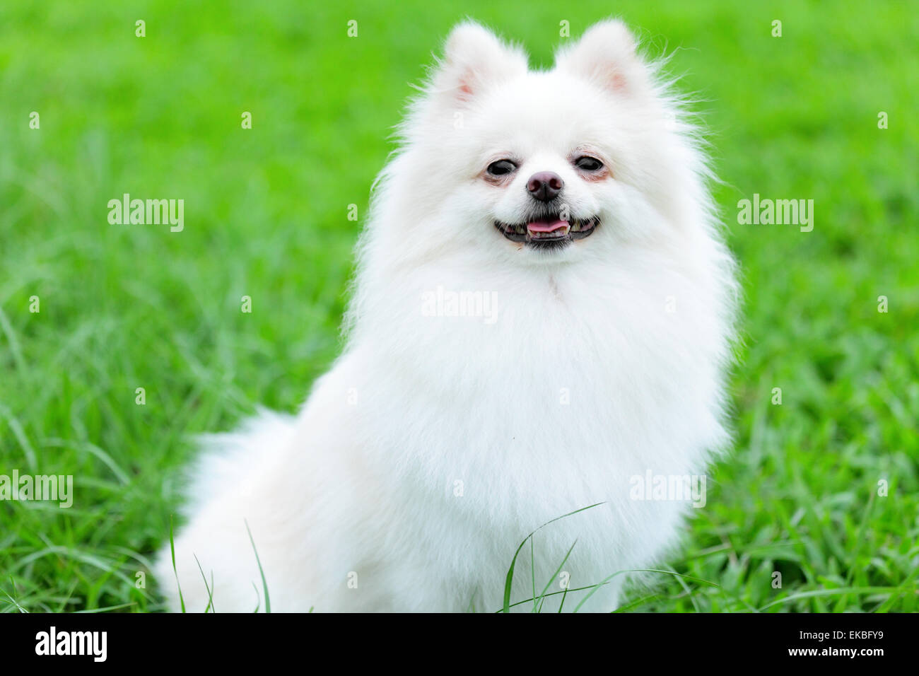 white pomeranian dog Stock Photo - Alamy