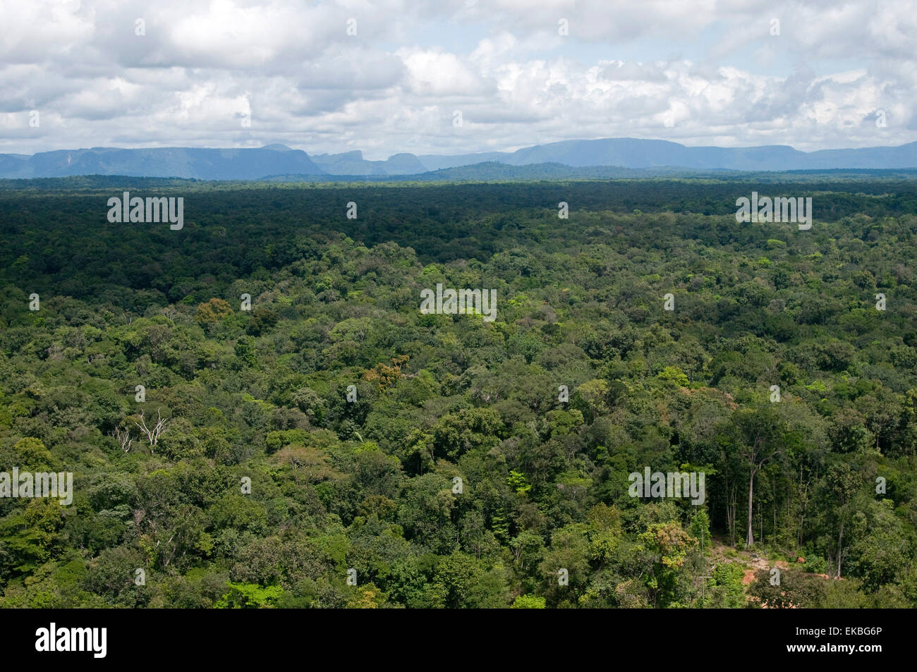 Guyana rainforest hi-res stock photography and images - Alamy