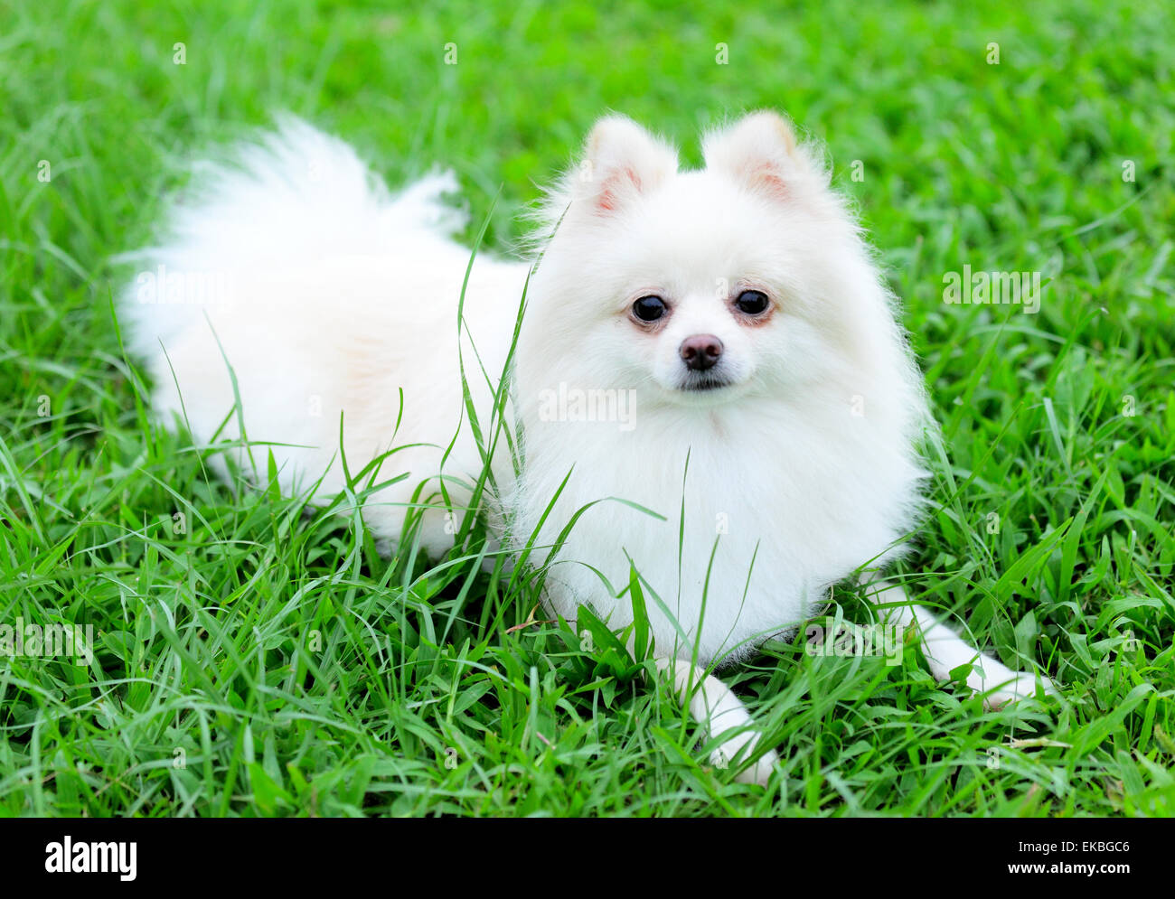 white pomeranian dog Stock Photo - Alamy