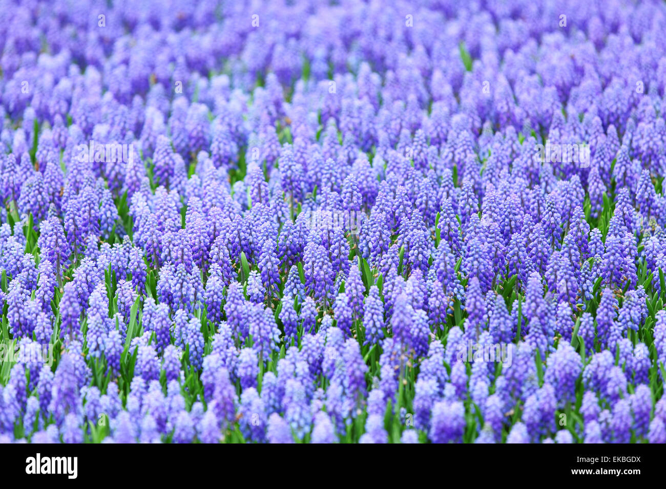flower, muscari botryoides Stock Photo - Alamy