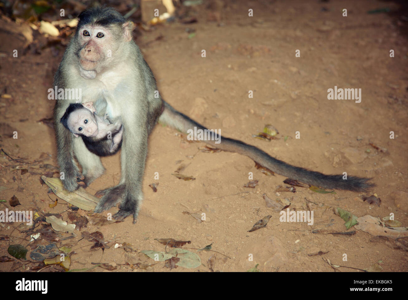 Monkey with child Stock Photo - Alamy