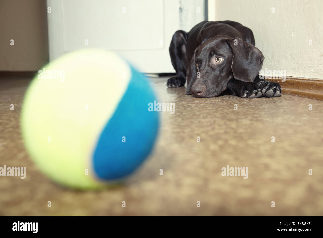 Dog and ball Stock Photo - Alamy