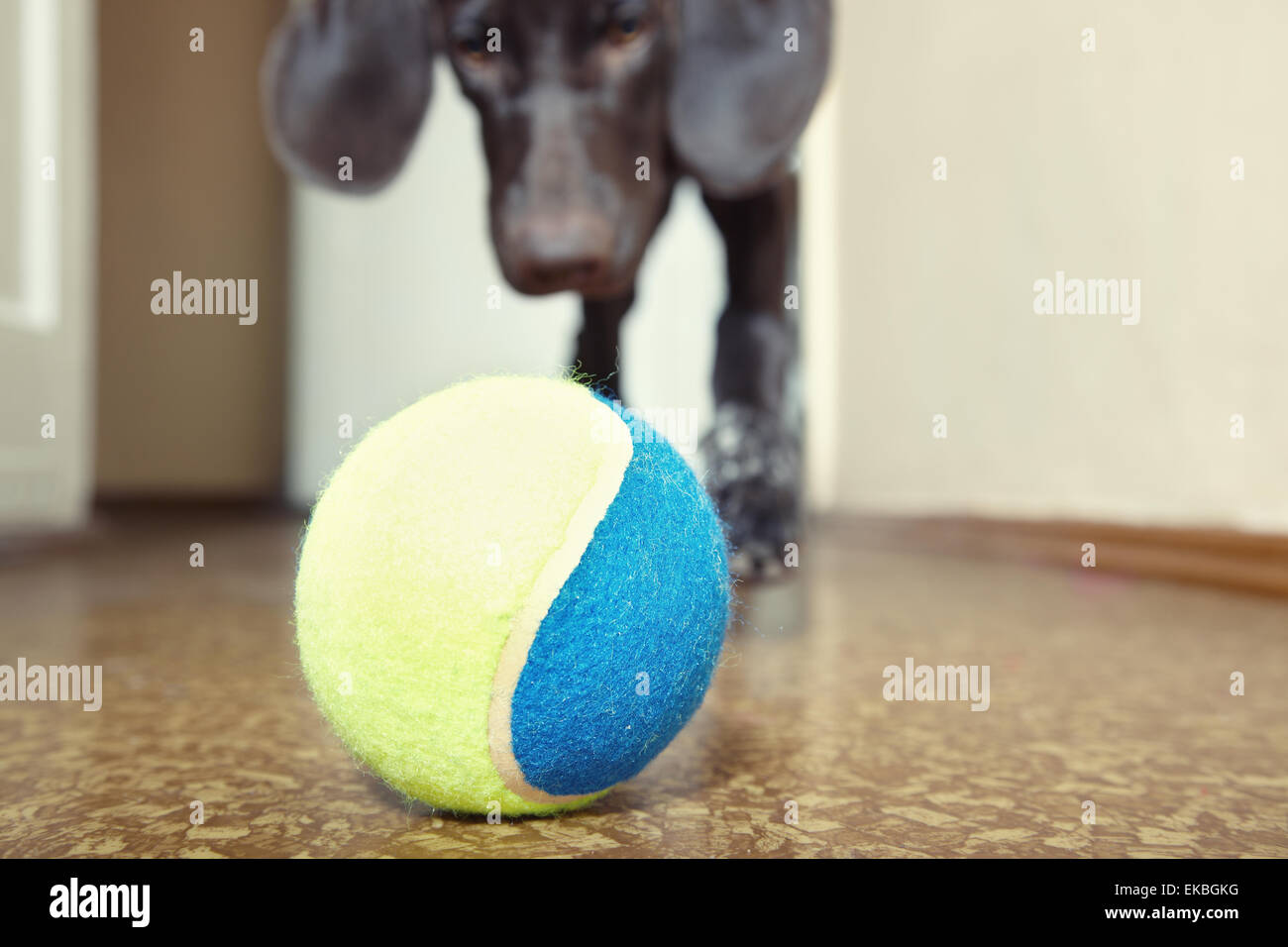 Dog and ball Stock Photo - Alamy
