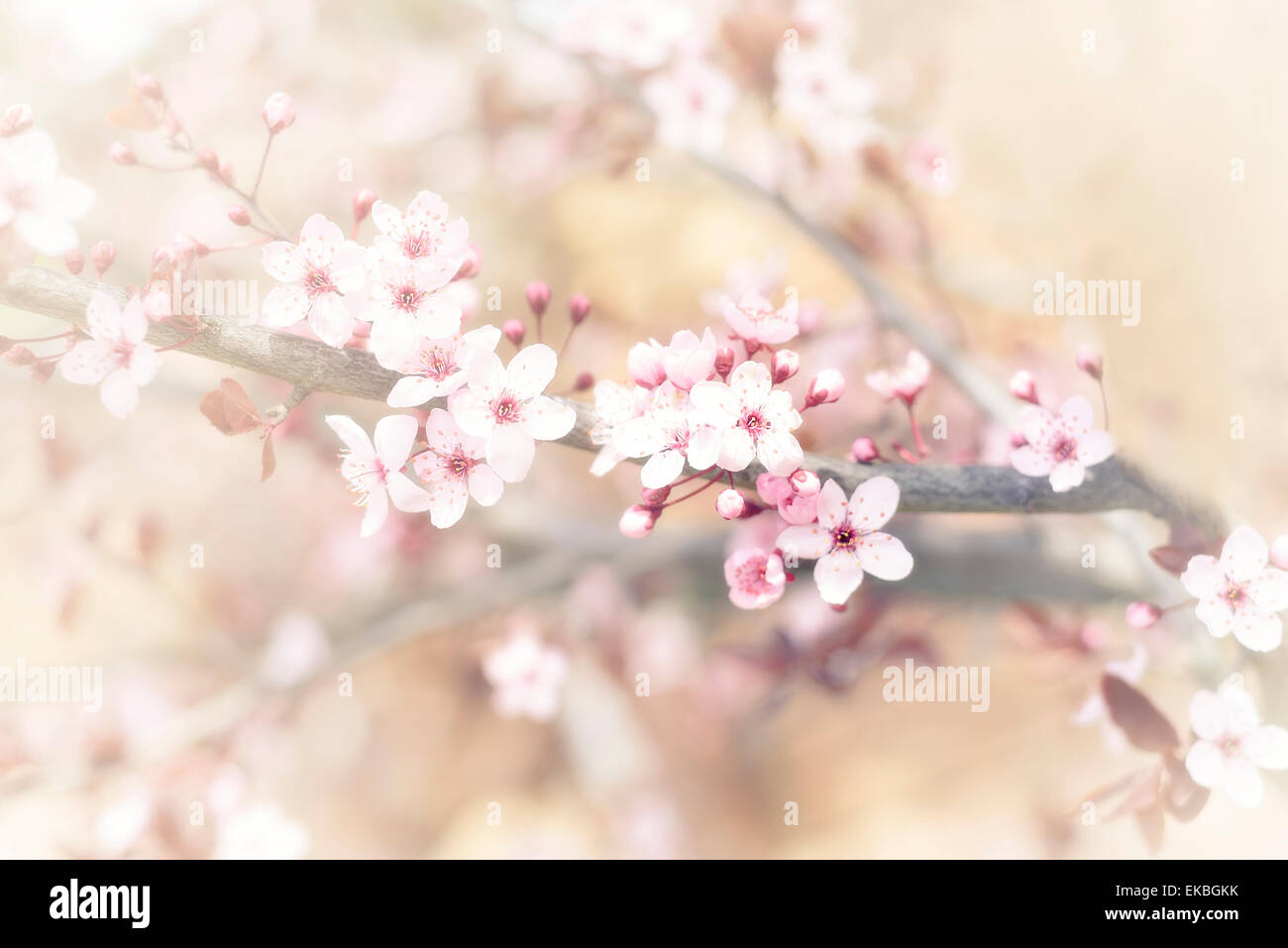 Cherry tree flower in spring Stock Photo - Alamy