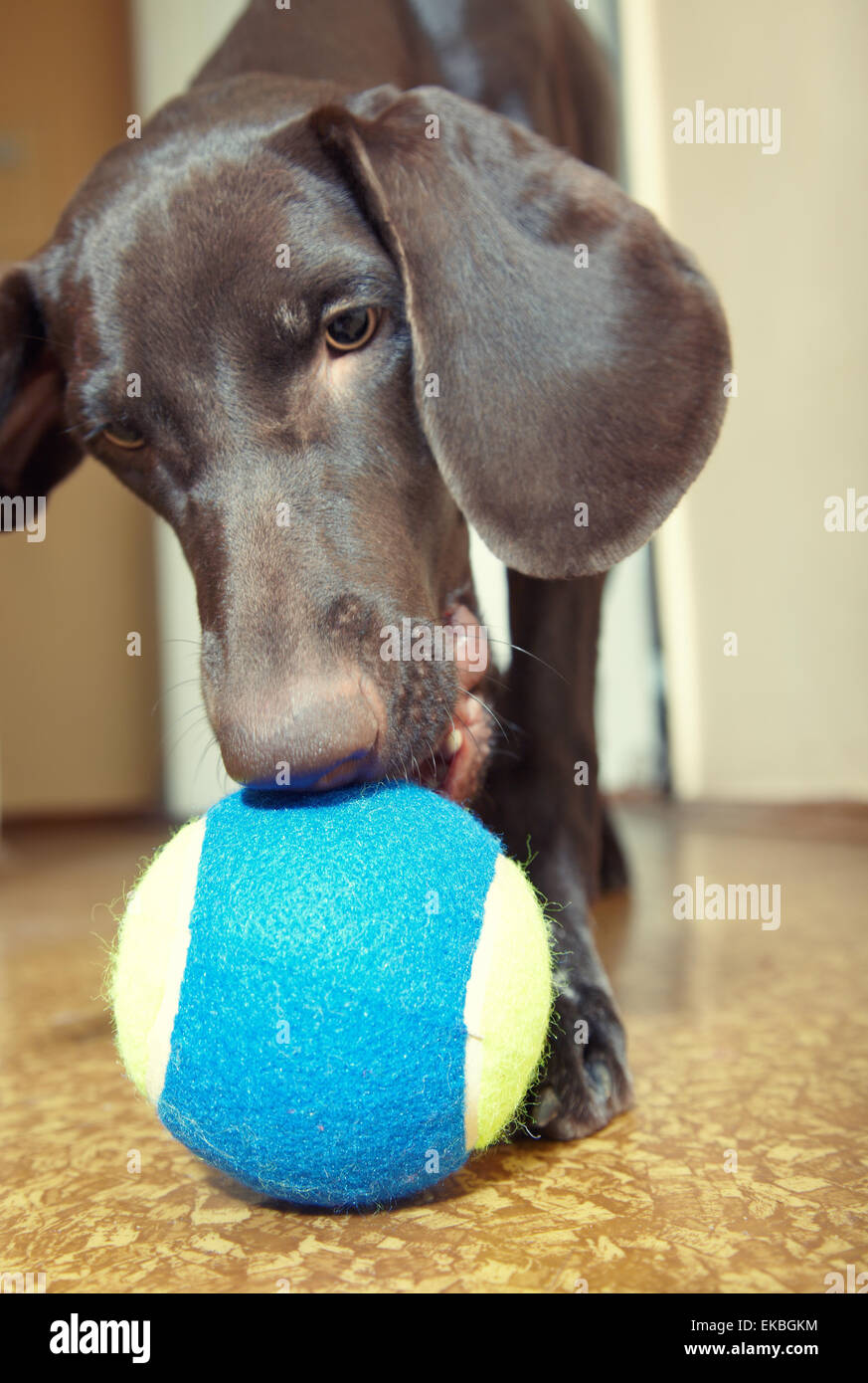 Dog and ball Stock Photo - Alamy