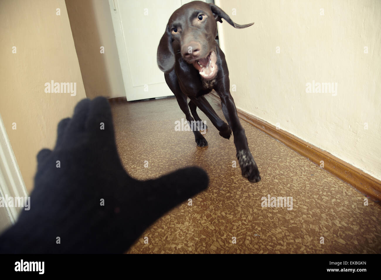 Dog attacking hi-res stock photography and images - Alamy