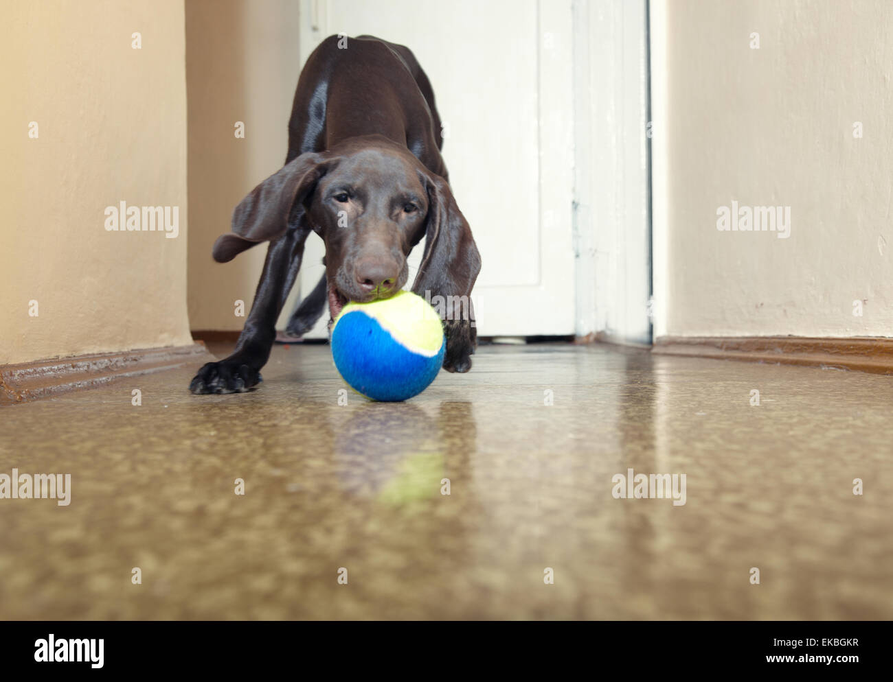 Dog and ball Stock Photo - Alamy