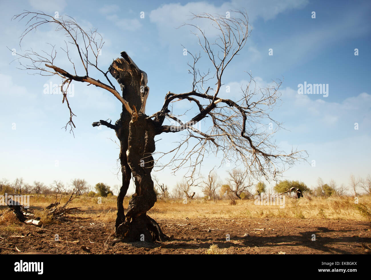 Wizard tree hi-res stock photography and images - Alamy