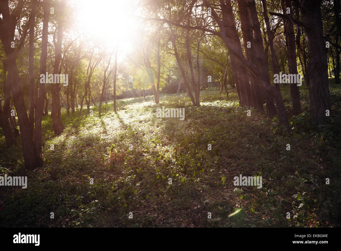 Sun in the forest Stock Photo - Alamy