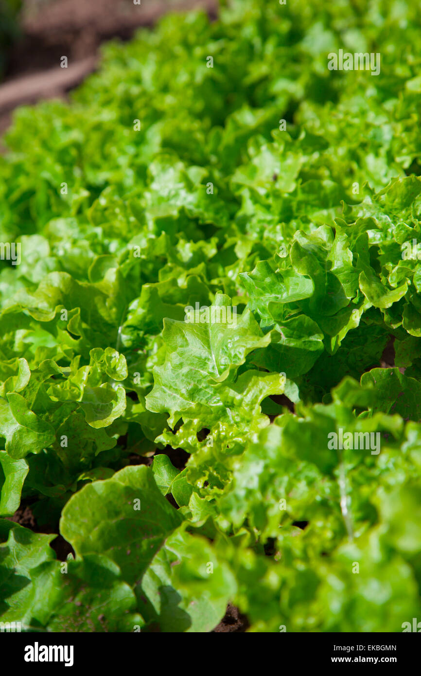 Lettuce seedlings in a vegetable garden Stock Photo - Alamy
