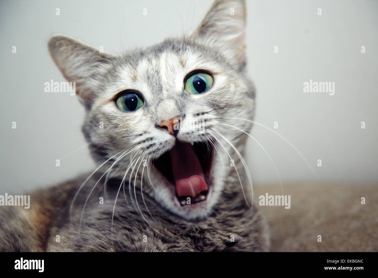 Mewl hi-res stock photography and images - Alamy