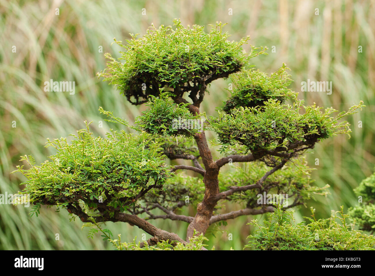Chinese juniper hi-res stock photography and images - Alamy