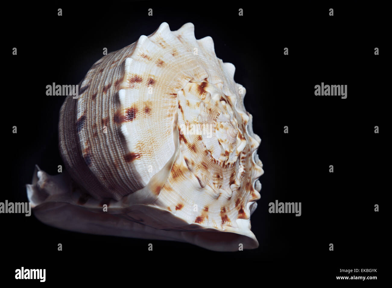 Sea shell darkness hi-res stock photography and images - Alamy