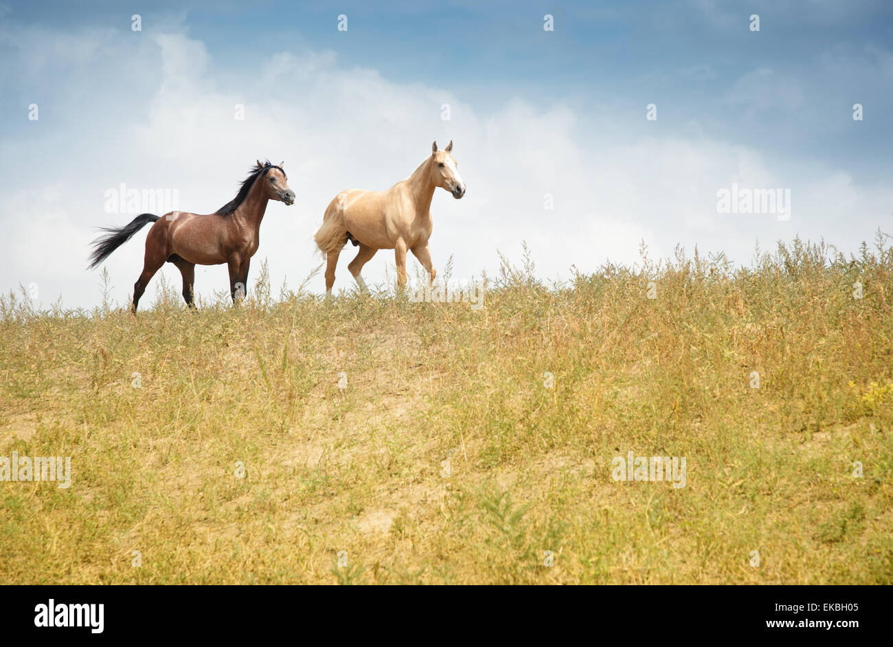 Two horse hack hi-res stock photography and images - Alamy