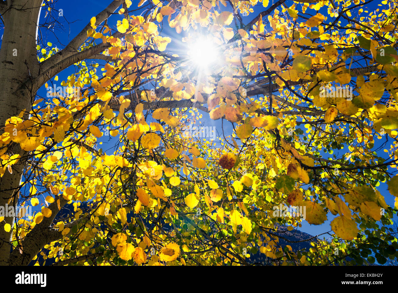 Sun through autumn leaves, Switzerland, Europe Stock Photo - Alamy