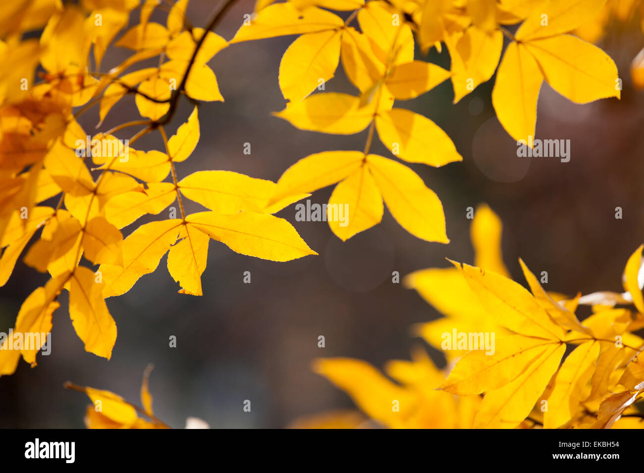 Sand Hickory tree (Carya Pallida) part of the family of Juglandaceae ...