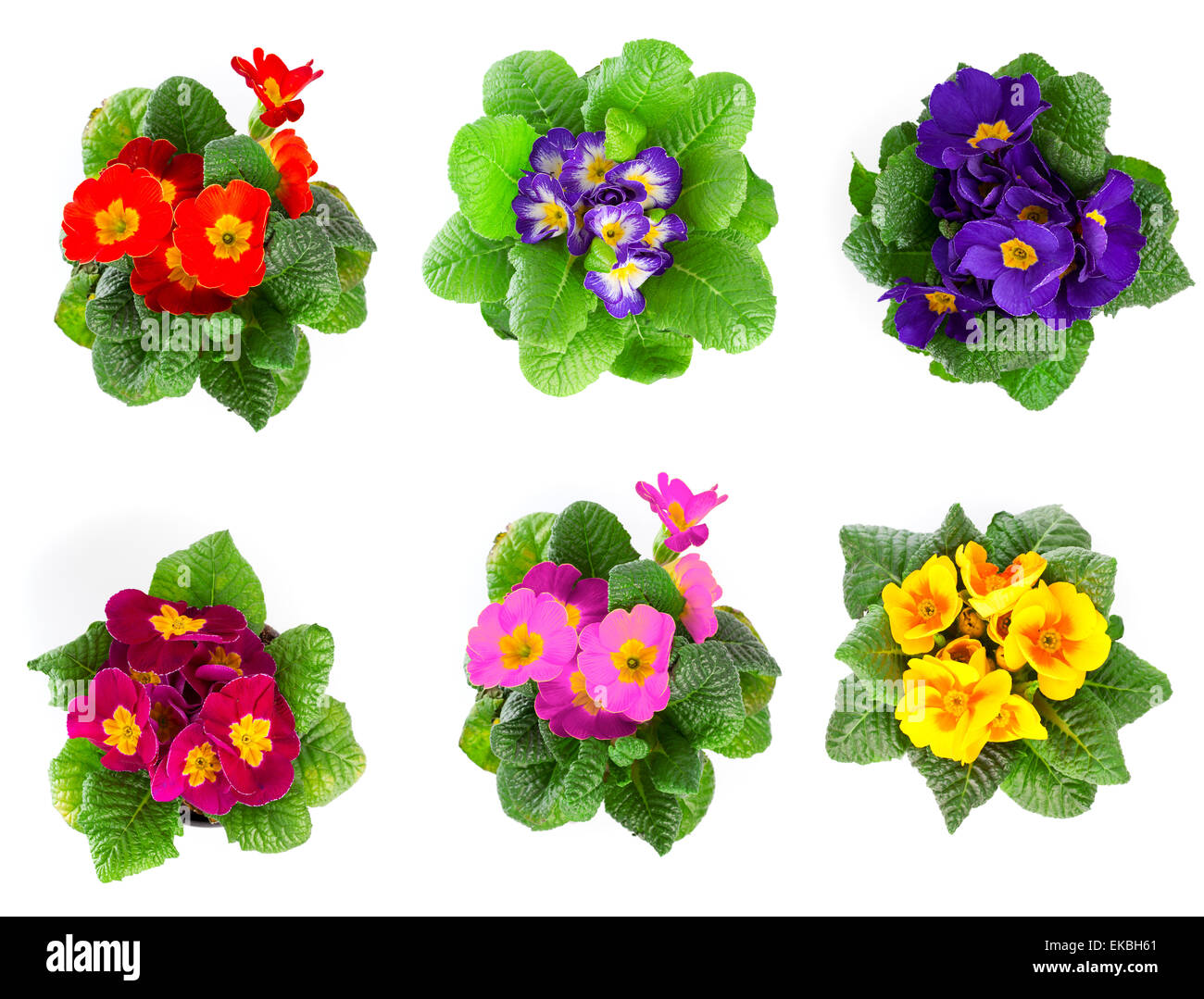 set of colorful primula isolated over white background Stock Photo - Alamy