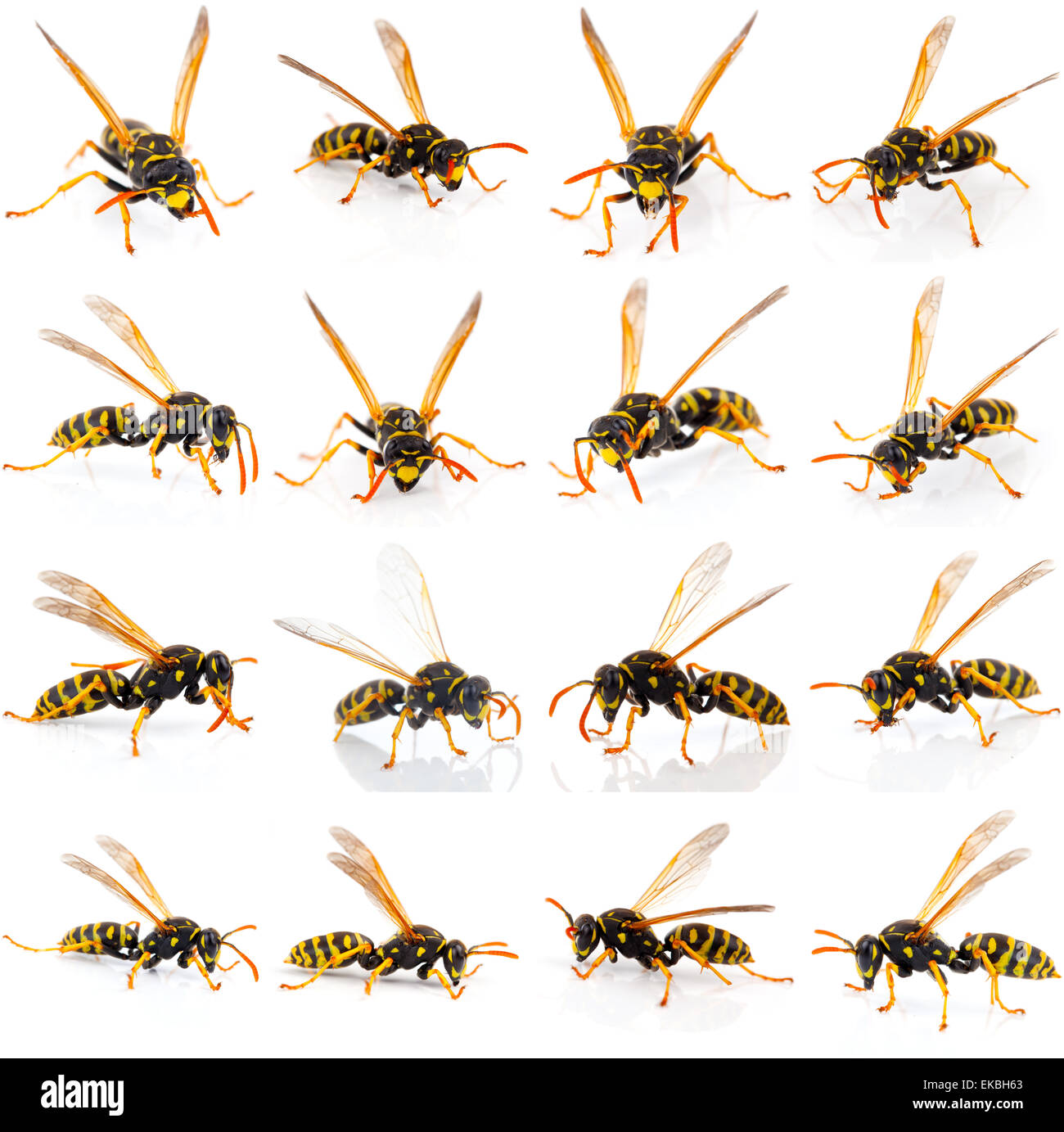 set of wasp isolated on white background Stock Photo - Alamy