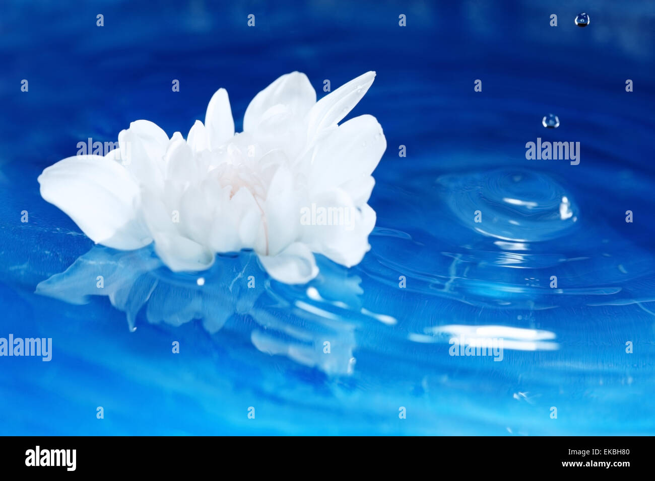 Flower on the water Stock Photo - Alamy