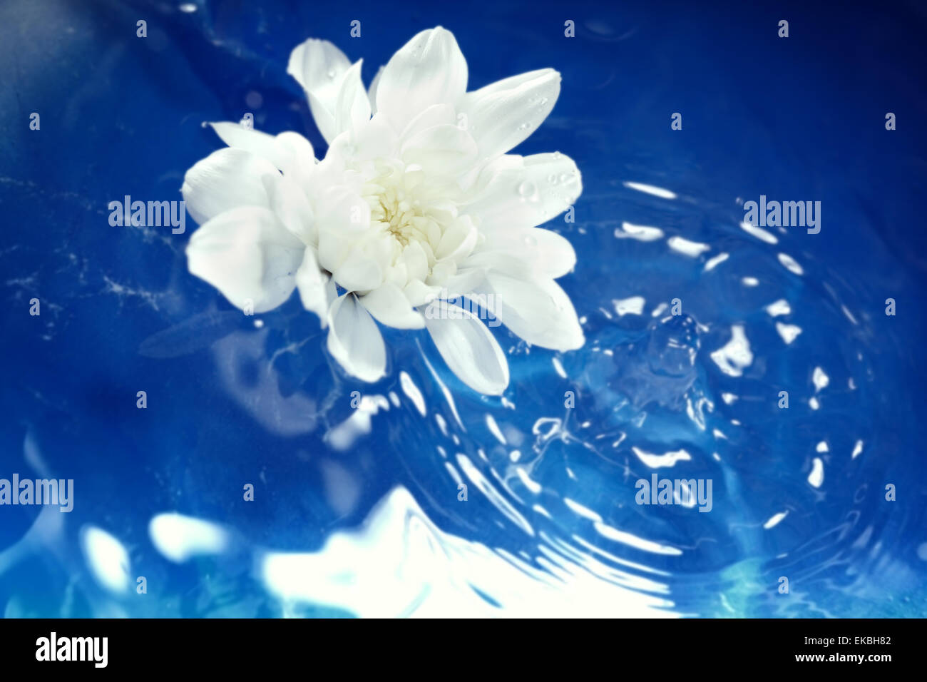 Flower on the water Stock Photo - Alamy