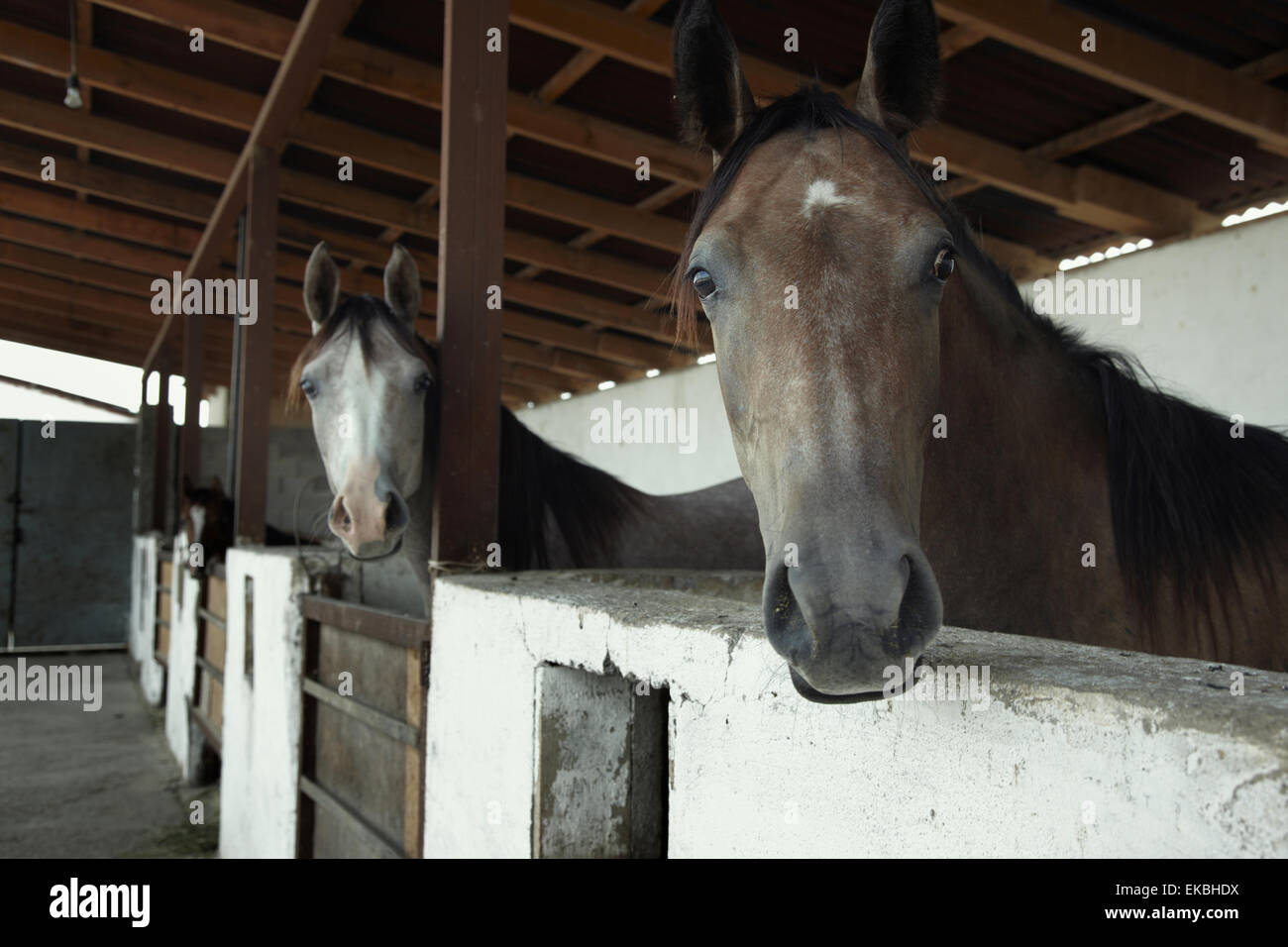 Horses in the stable Stock Photo - Alamy