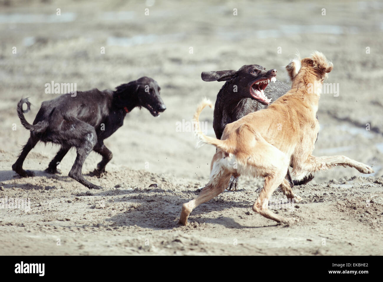 Short haired fighting dog hi-res stock photography and images - Alamy