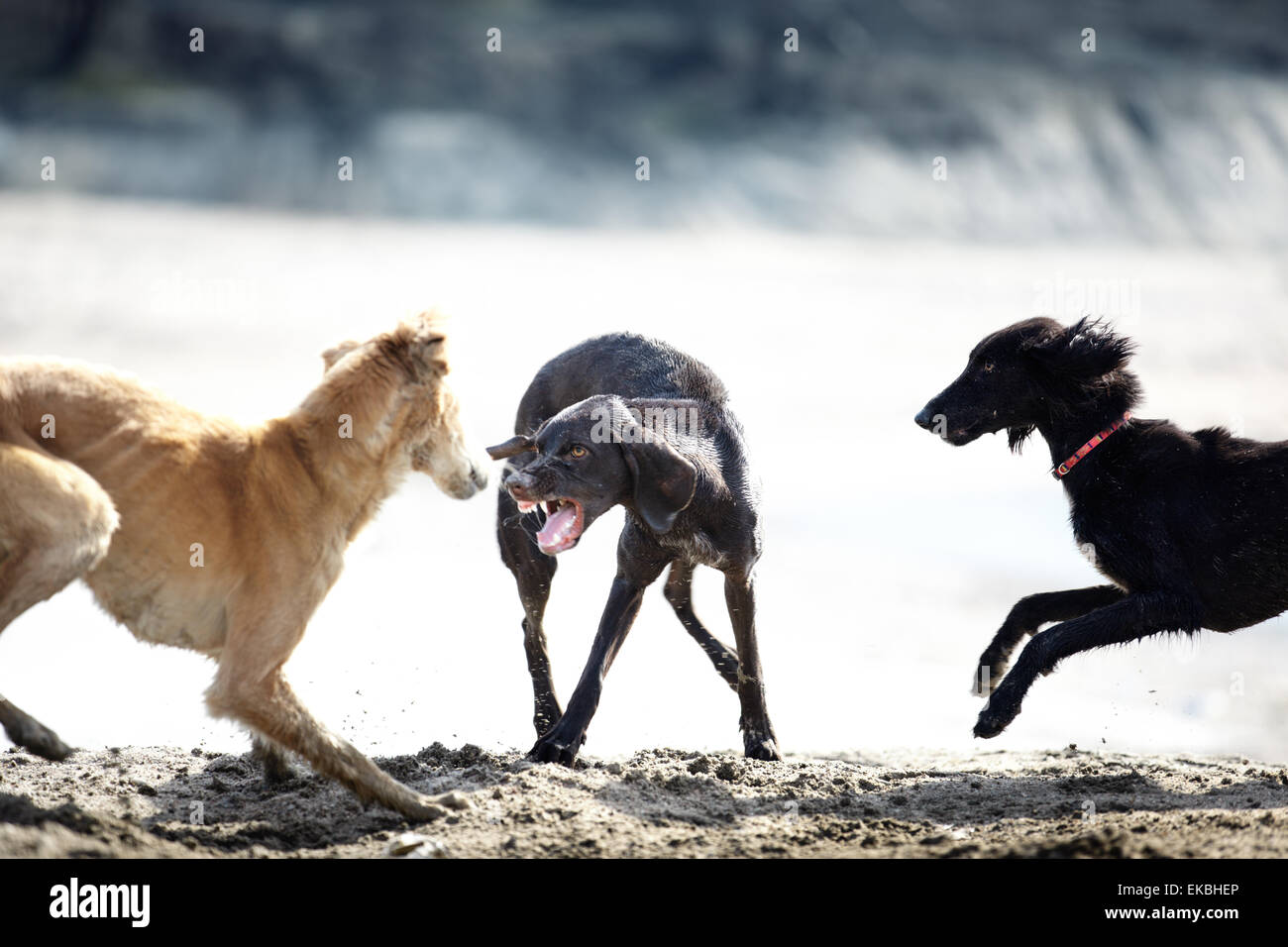 Harrier dog hi-res stock photography and images - Alamy