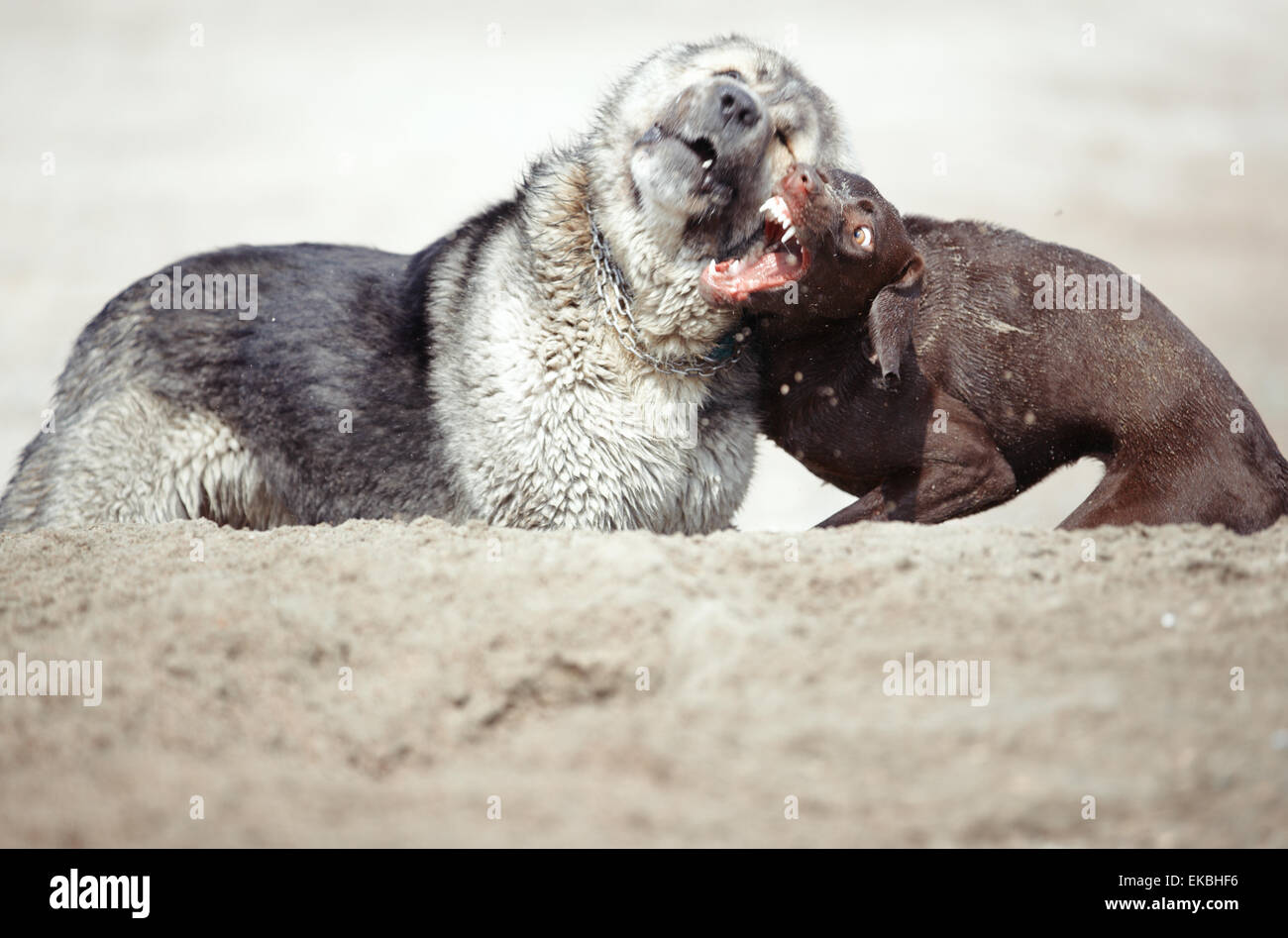 Two dogs fighting hi-res stock photography and images - Alamy